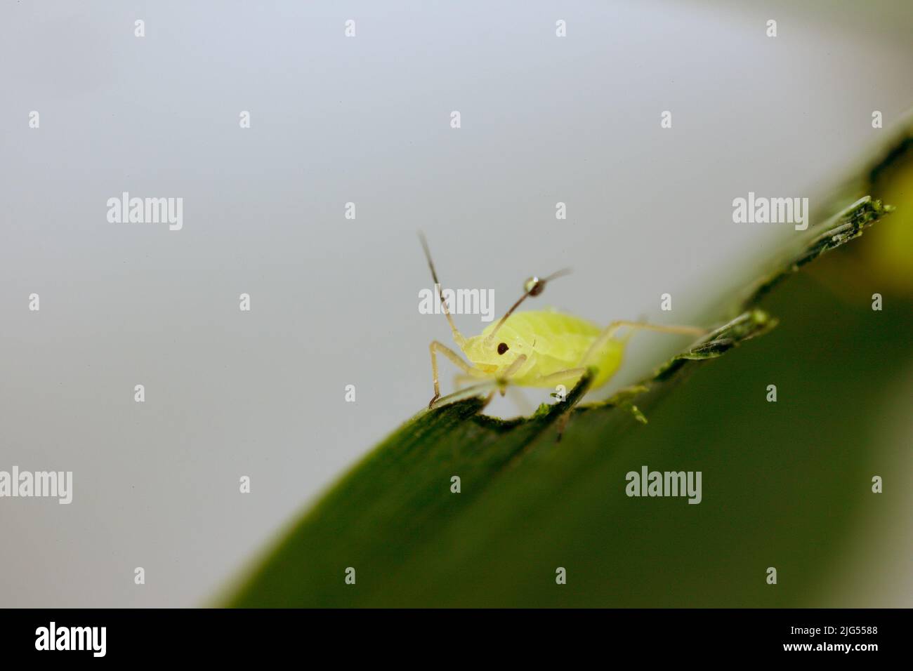 The greenbug or wheat aphid (Schizaphis graminum). A parasite of ...