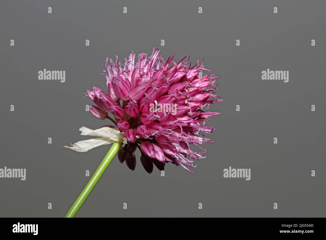 Flower blossom close up botanical modern background allium acutiflorum ...