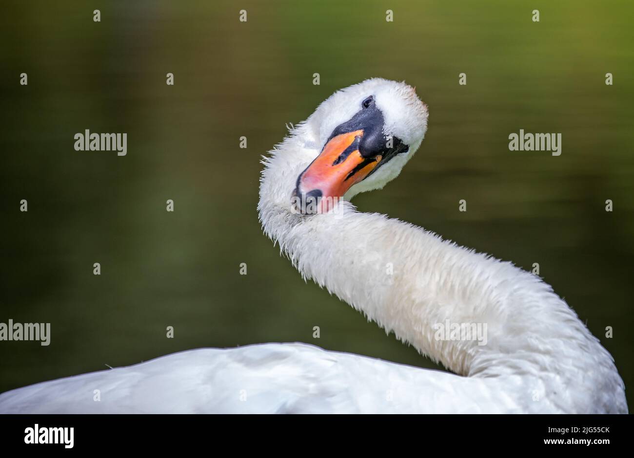 Close up of a Mute Swan with neck bent into unusual S shape Stock Photo ...