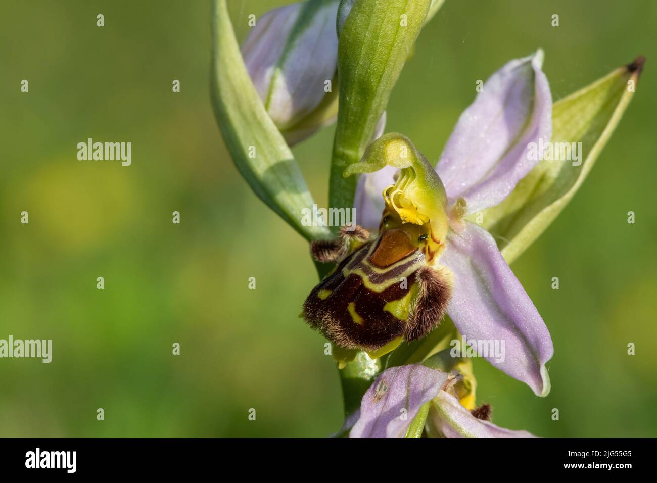 Close up of a bee orchid (ophrys apifera) flower in bloom Stock Photo ...