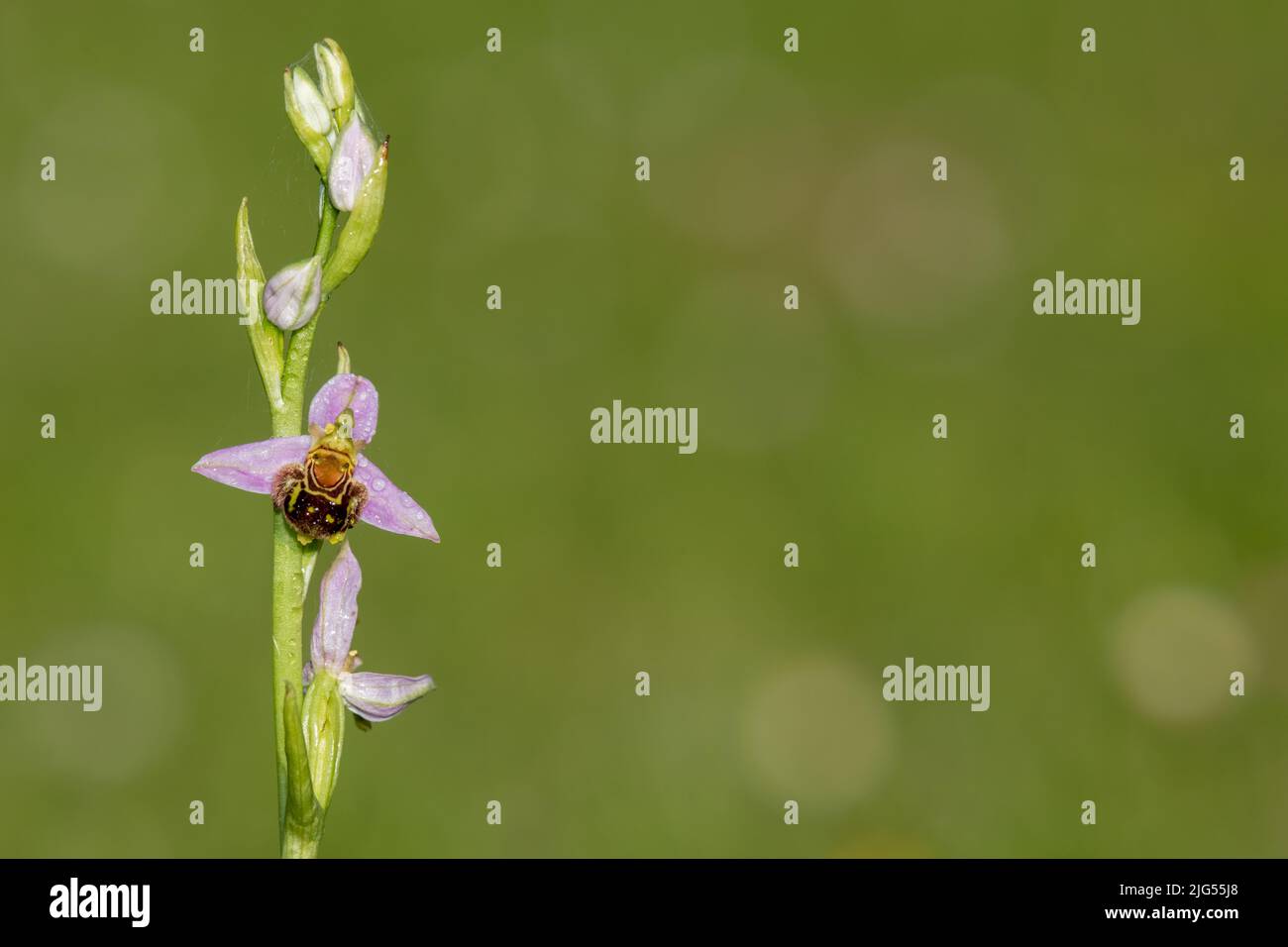 Close up of a bee orchid (ophrys apifera) flower covered in dew ...