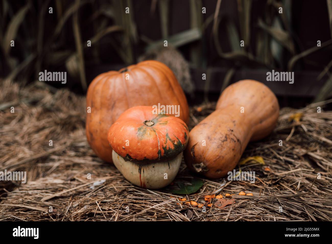 Three decorative mini pumpkins hi-res stock photography and images - Alamy