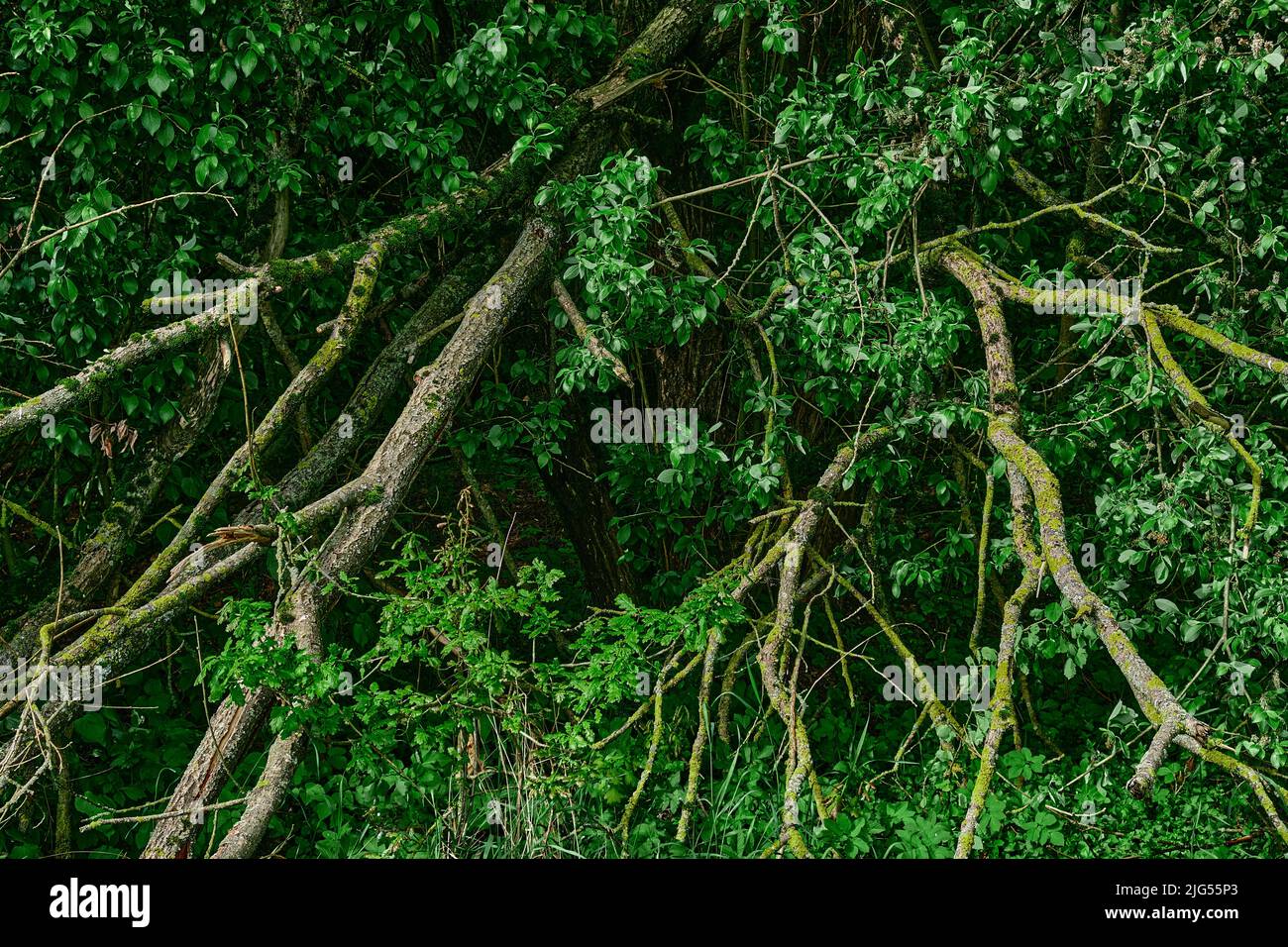 gnarled branches and roots of an upturned tree green Stock Photo - Alamy