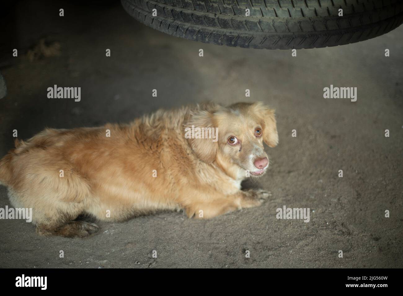 Small dog under car. Dog of red hair. Pet hid under wheel. Animal under ...