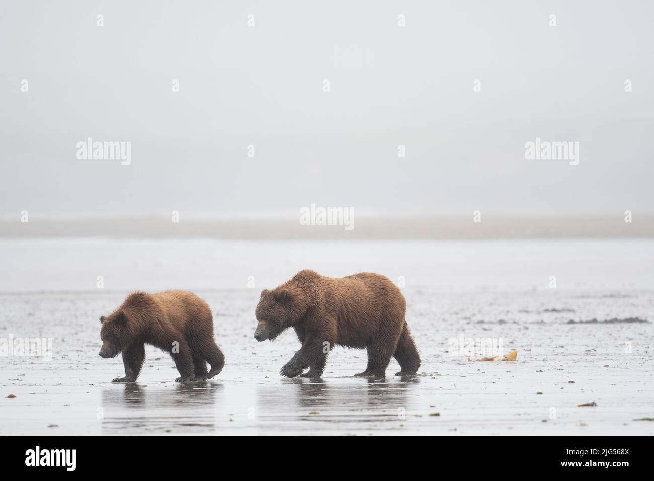 Alaskan brown bear sow and cub clamming on a mud flat on a foggy and ...
