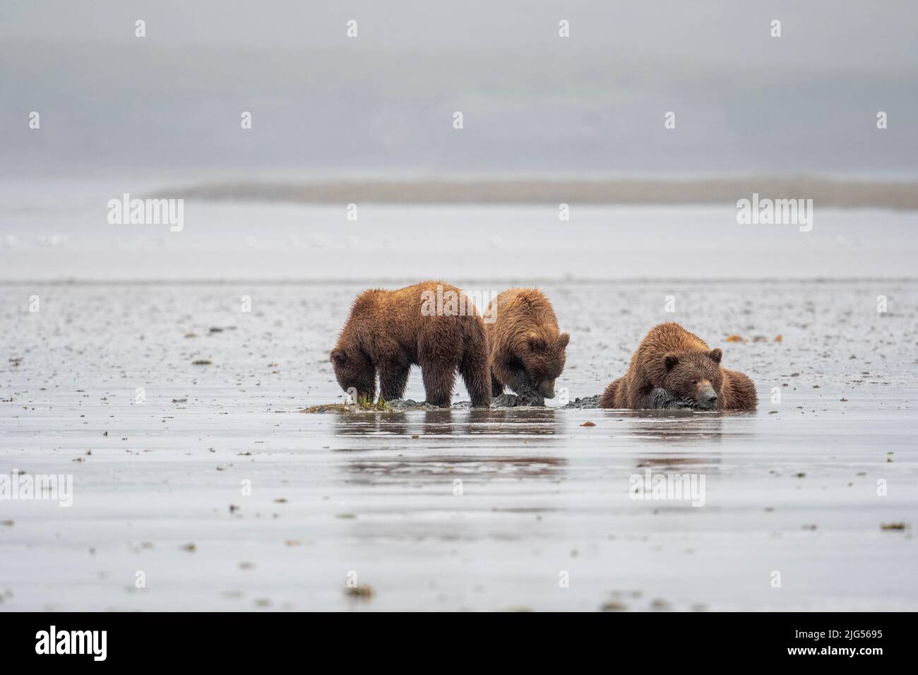 Alaskan brown bear sow and cubs clamming on a mud flat on a foggy and ...