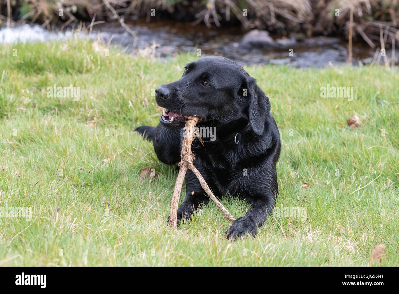 Portrait of a young black Labrador chewing a stick on a riverbank Stock ...