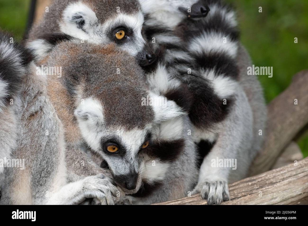 A group of ring tailed lemurs (lemur catta) huddled up together Stock ...