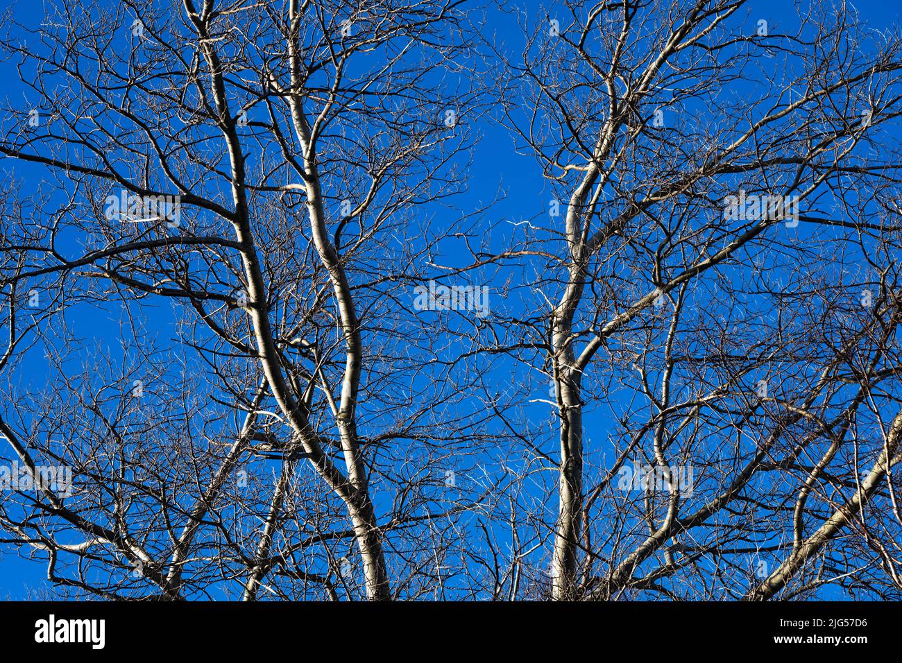 Deciduous tree without leaves hi-res stock photography and images - Alamy