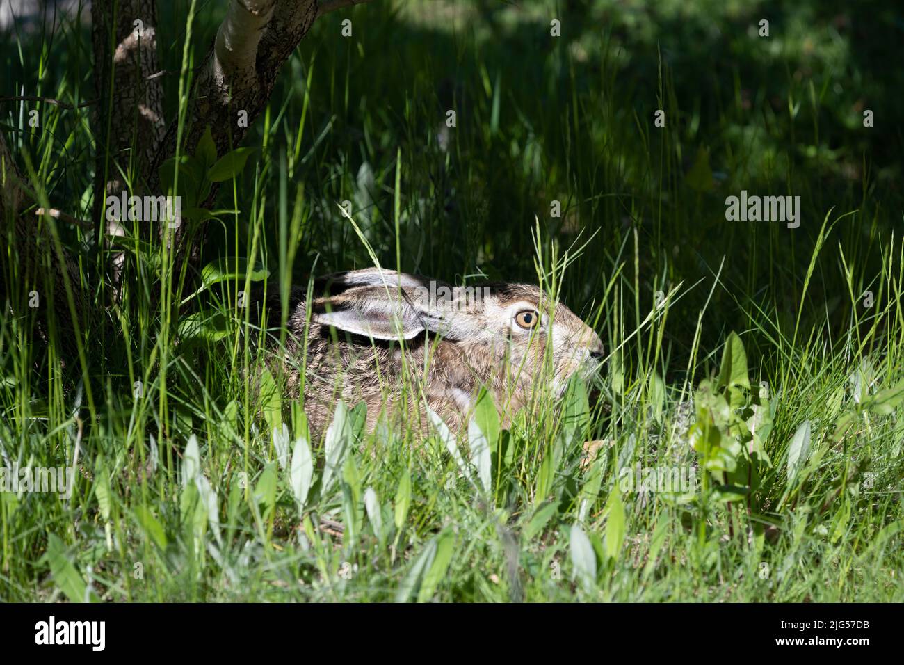 European hare hiding in the grass Stock Photo - Alamy