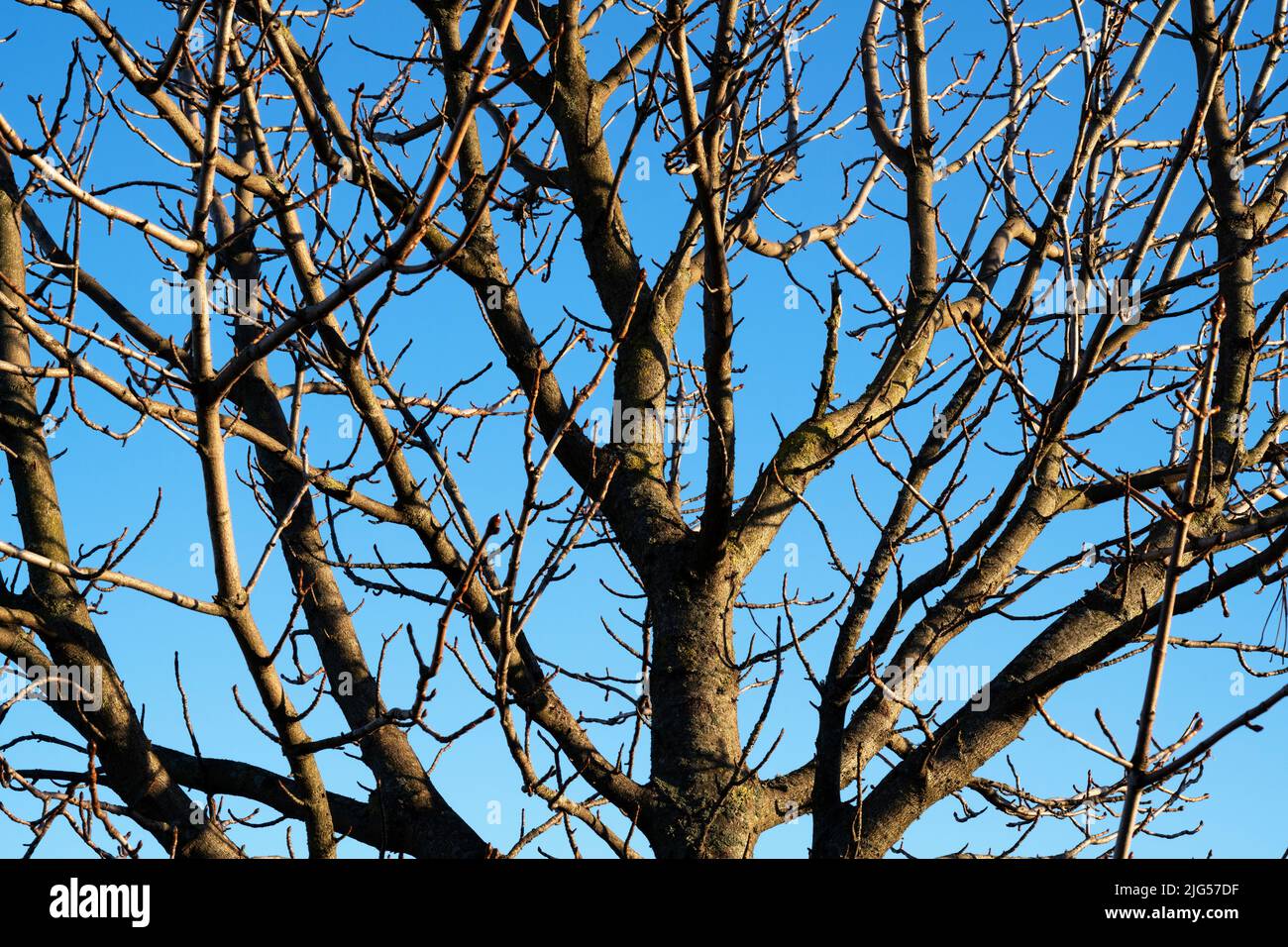 Deciduous tree without leaves hi-res stock photography and images - Alamy