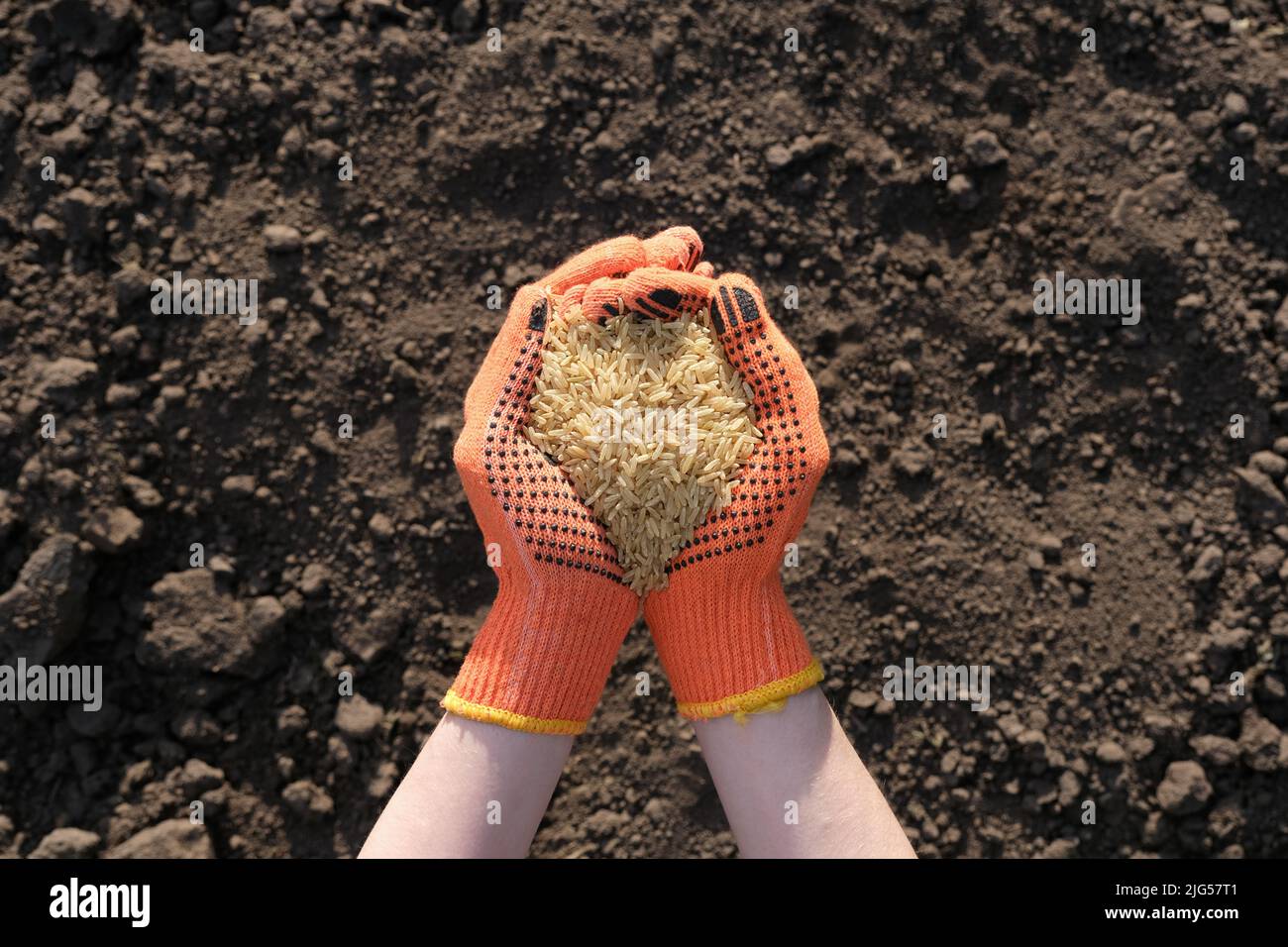Hand holding paddy rice grain hi-res stock photography and images - Alamy