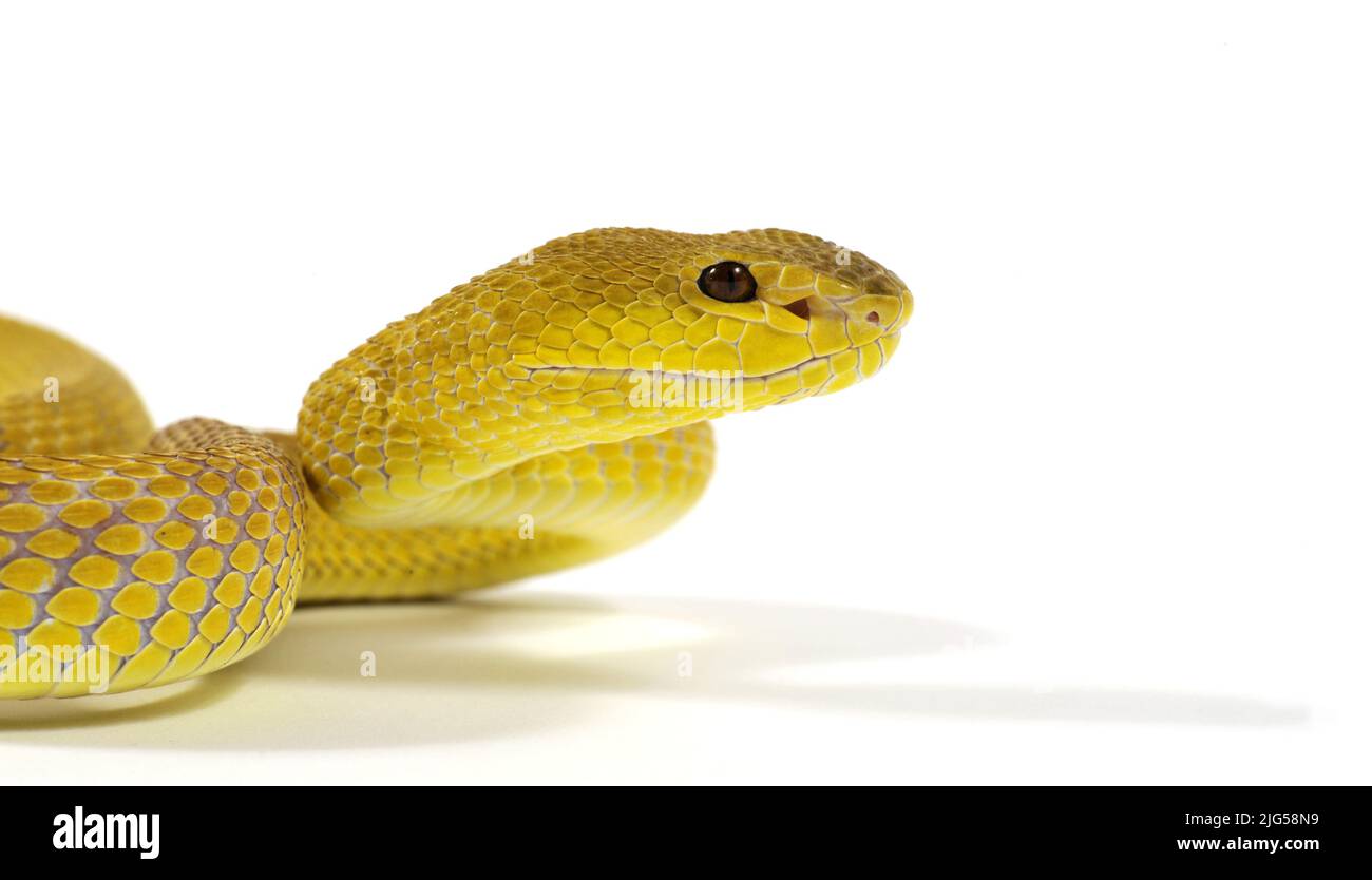 portrait of snake on white background Stock Photo - Alamy
