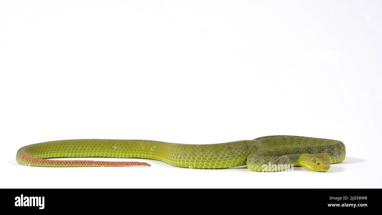 portrait of snake on white background Stock Photo - Alamy