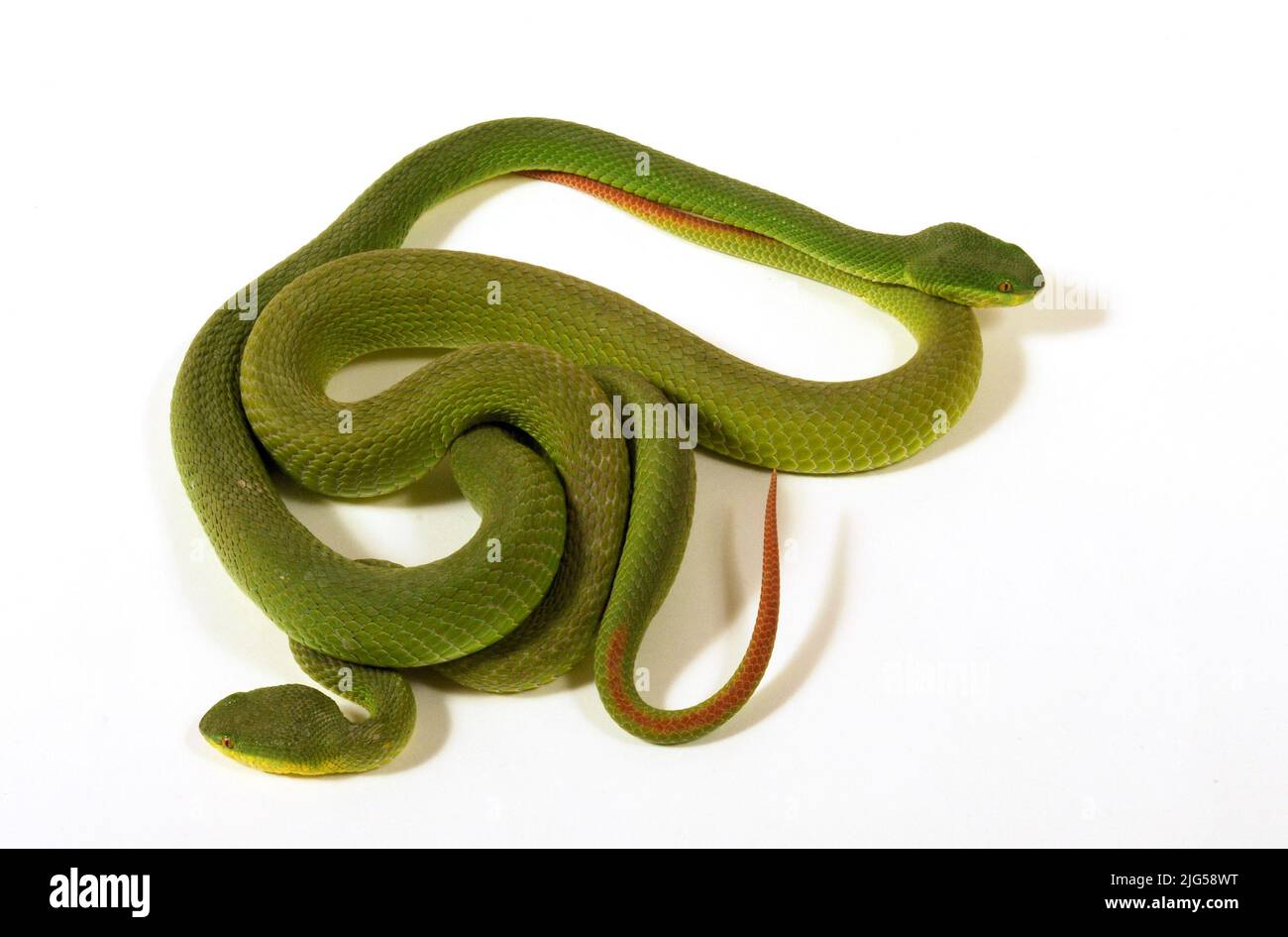 portrait of snake on white background Stock Photo - Alamy