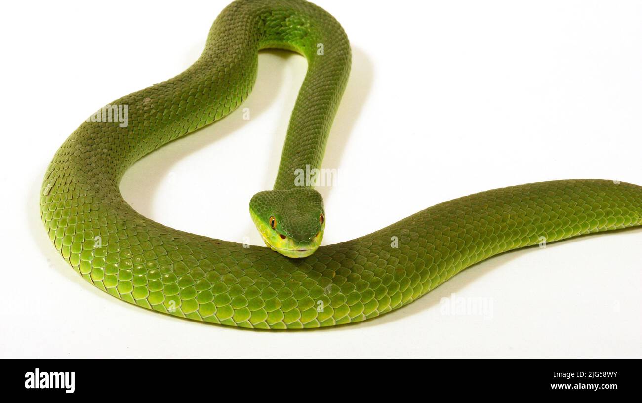 portrait of snake on white background Stock Photo - Alamy
