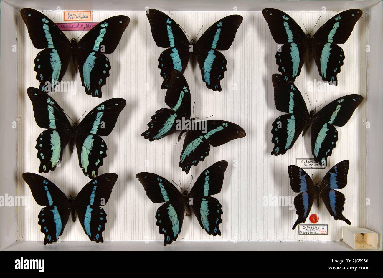 Butterfly collection hi-res stock photography and images - Alamy