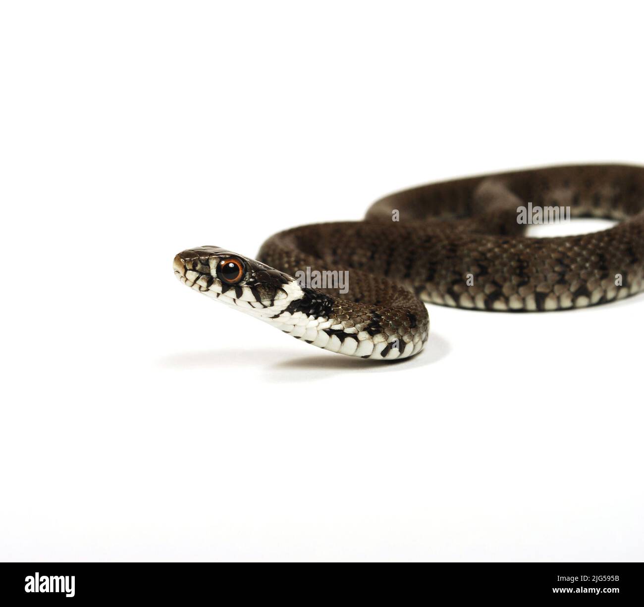 portrait of snake on white background Stock Photo - Alamy