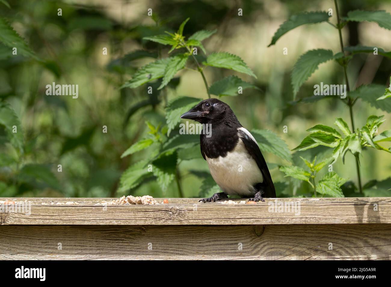 Magpie on fence rail hi-res stock photography and images - Alamy