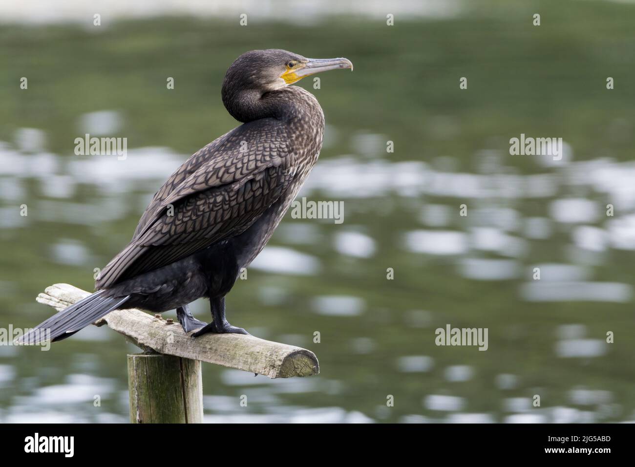 Cormorant Bird Feet