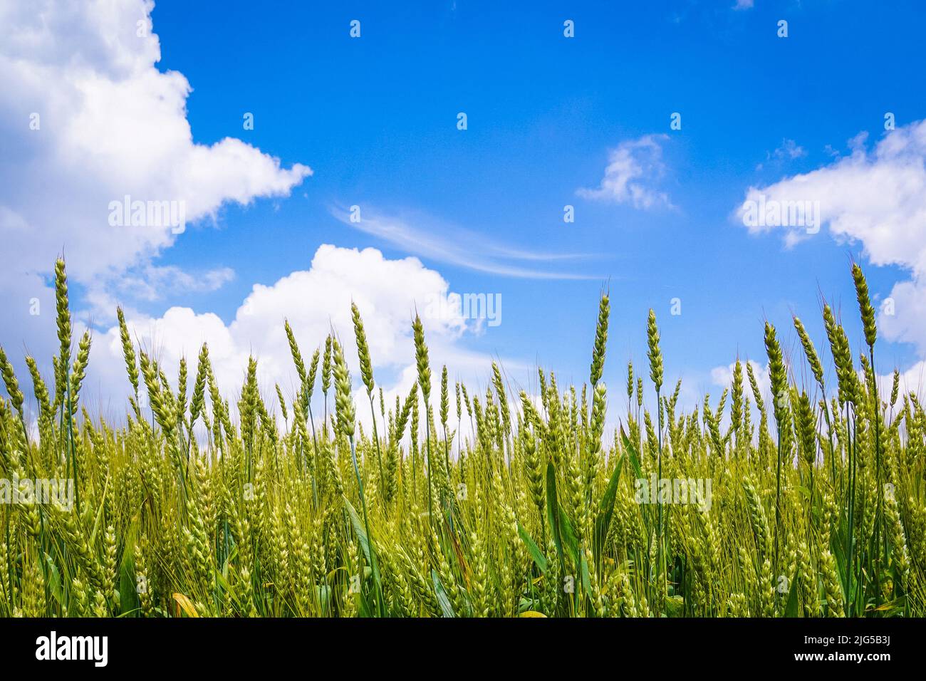 Wheat field under blue sky with clouds hi-res stock photography and ...