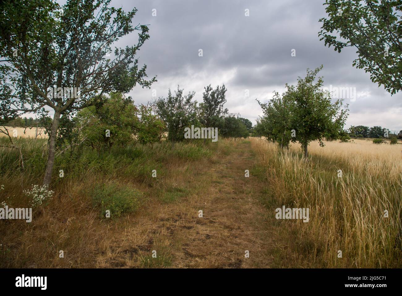 Obstbäume in den Rieselfeldern von Großbeeren, fruit trees in the ...
