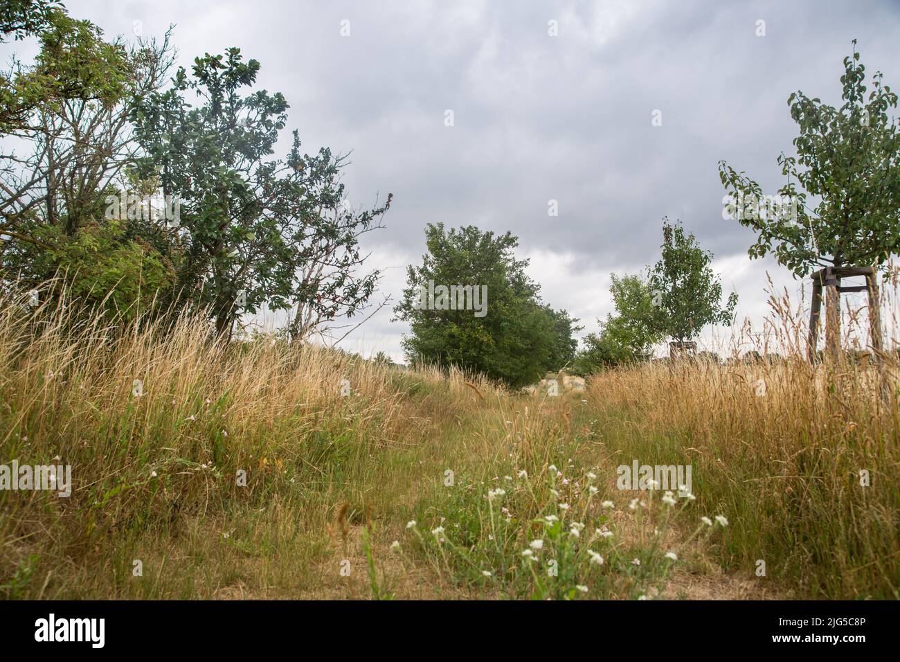 Obstbäume in den Rieselfeldern von Großbeeren, fruit trees in the ...