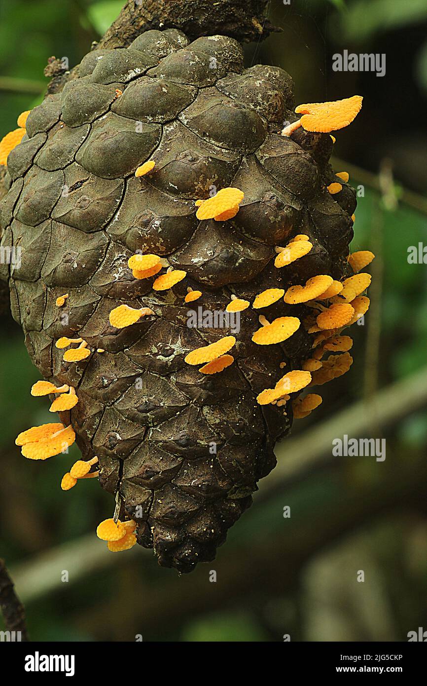 Pine cone infected with Madagasca orange pore fungus Stock Photo - Alamy