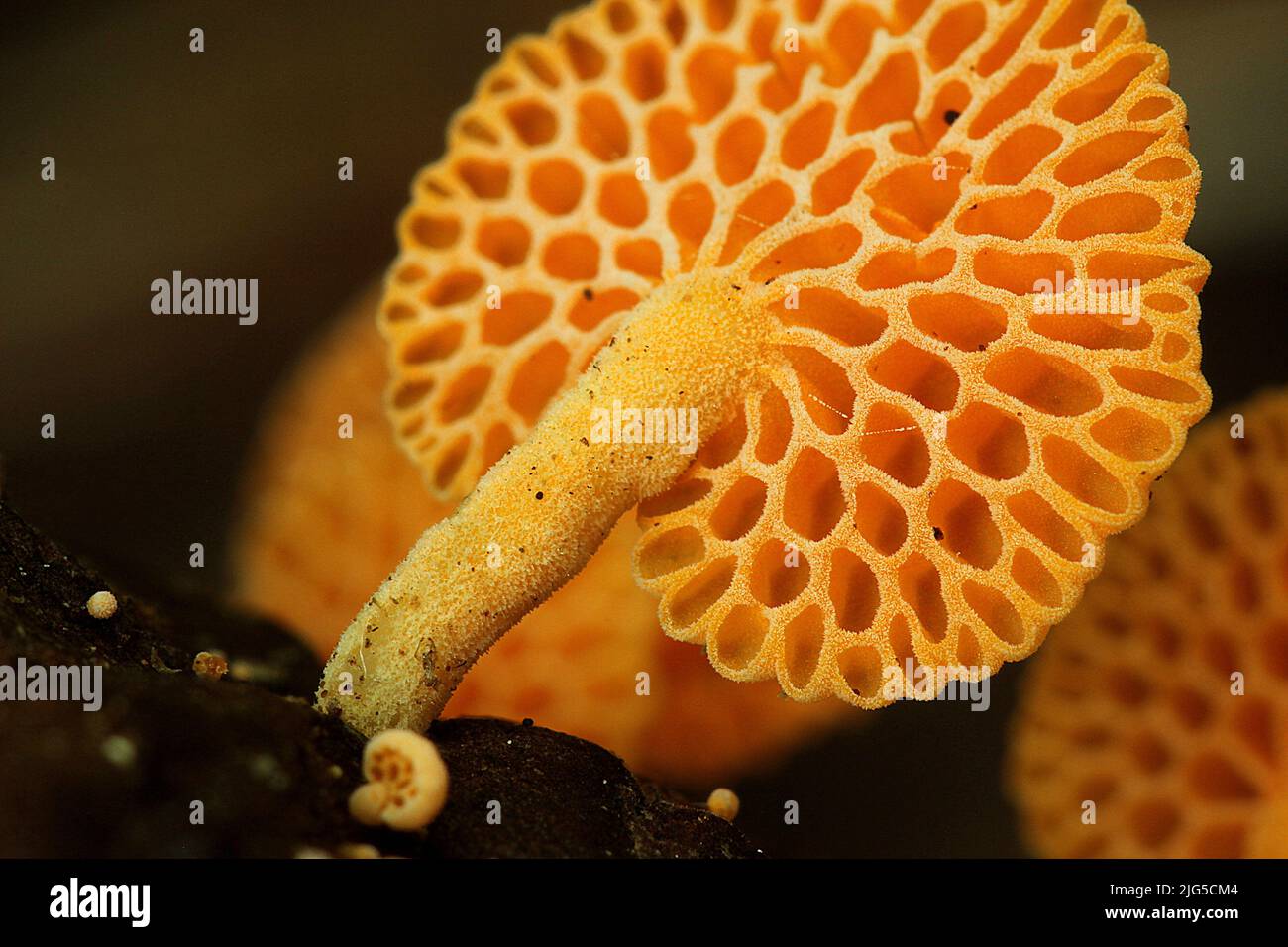 Pine cone infected with Madagasca orange pore fungus Stock Photo - Alamy