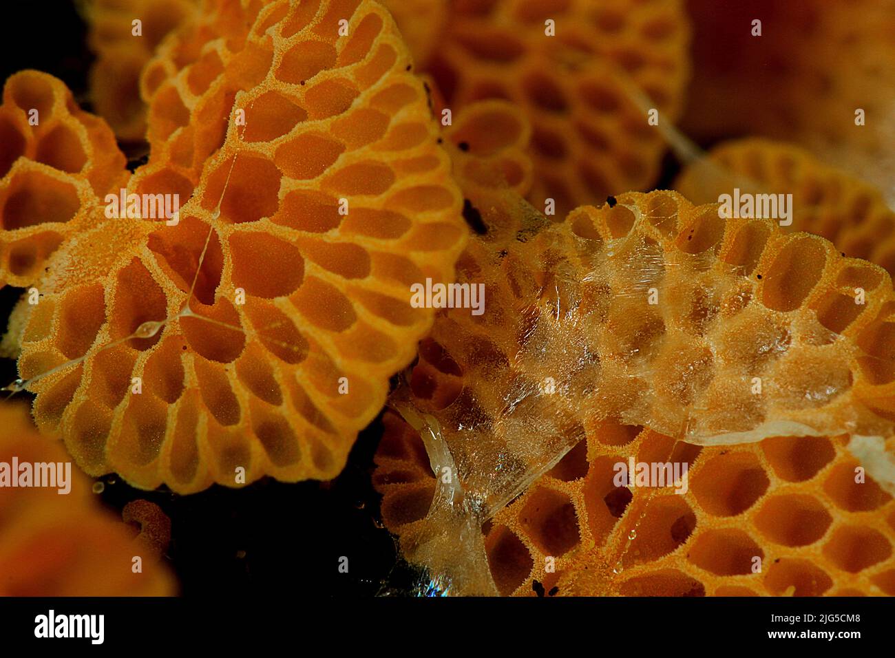 Pine cone infected with Madagasca orange pore fungus Stock Photo - Alamy