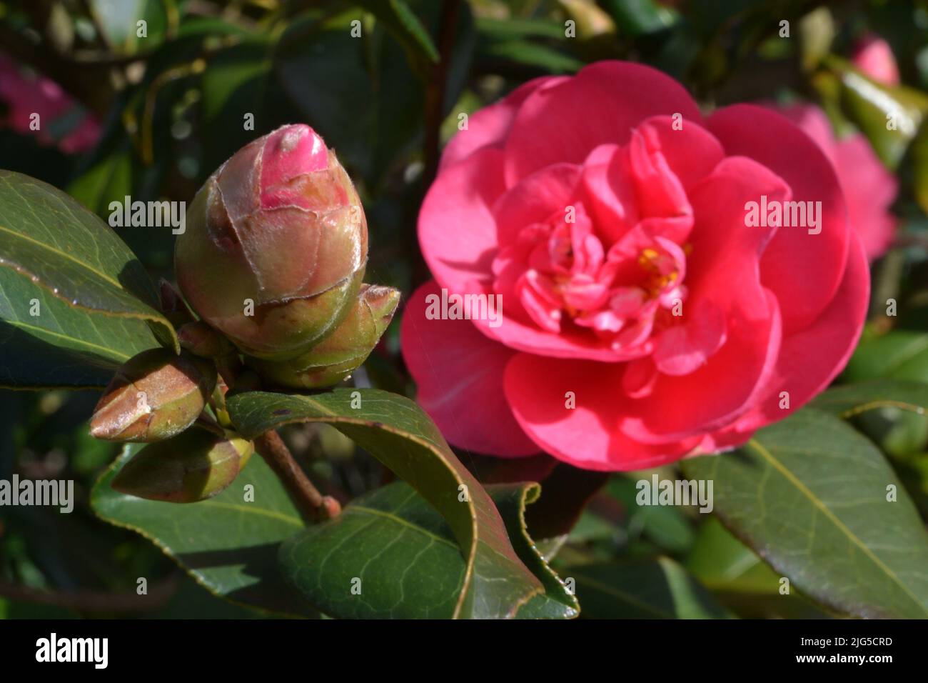 Close up camelia hi-res stock photography and images - Alamy