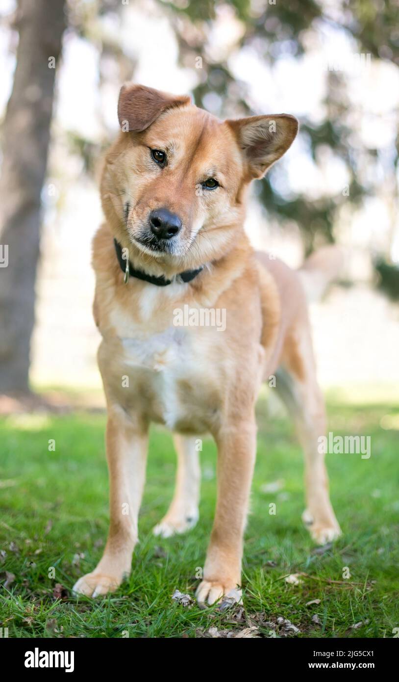 A mixed breed dog with one folded ear and one straight ear listening ...