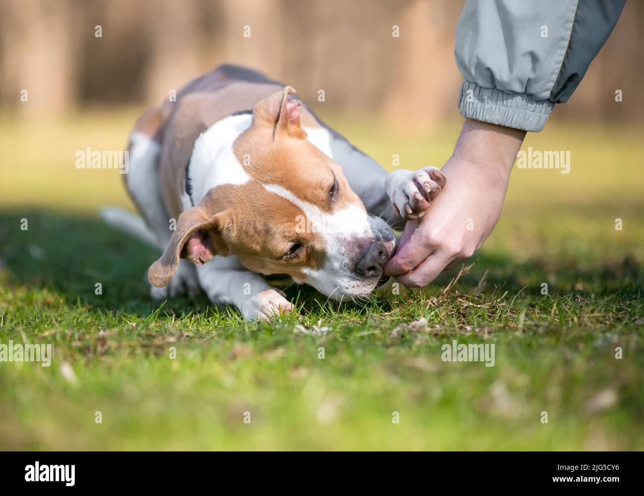 A Pit Bull Terrier mixed breed dog pawing at a person's hand as it ...