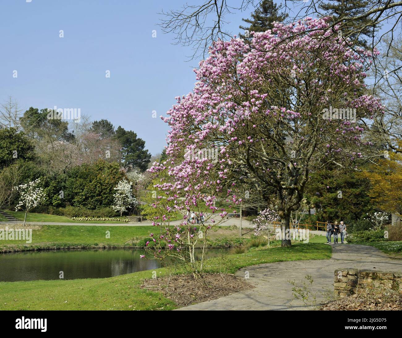 Virginia tulip tree hi-res stock photography and images - Alamy