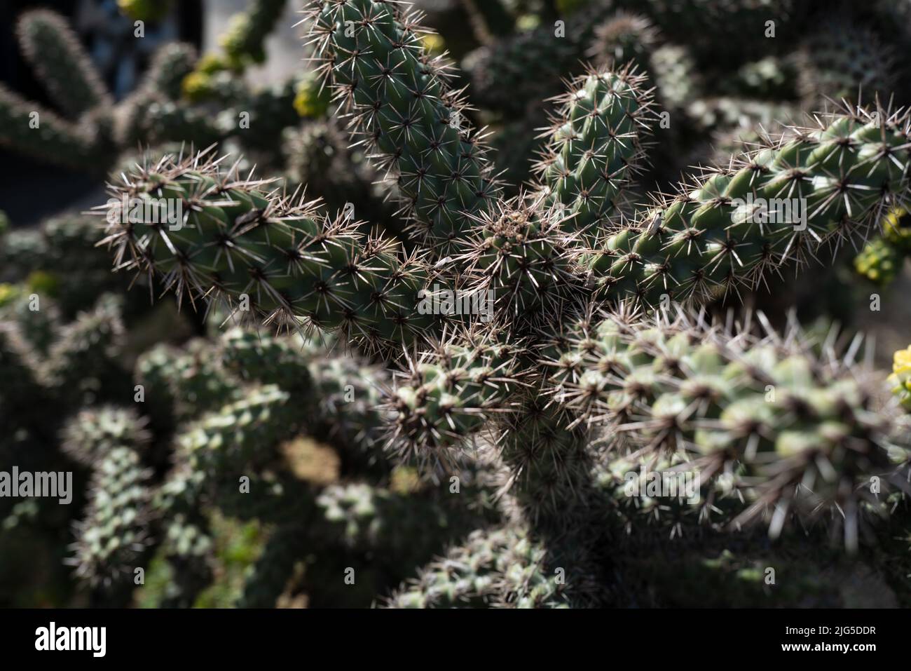 Cactus spiked. Cactus backdround, cacti design or cactaceae pattern ...