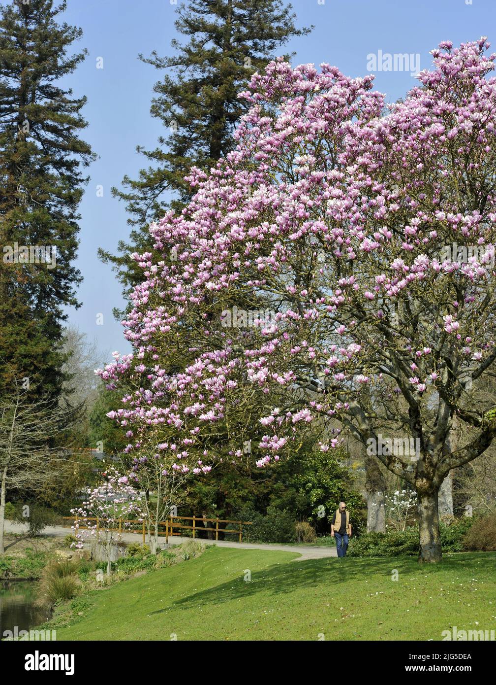 Virginia tulip tree hi-res stock photography and images - Alamy