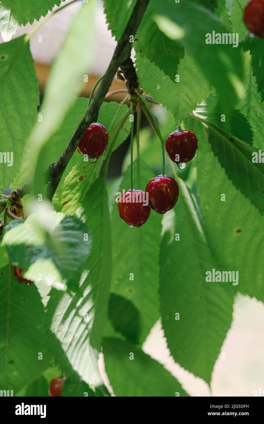 Ripe cherries hanging from a sweet cherry tree branch. Bird cherry tree ...