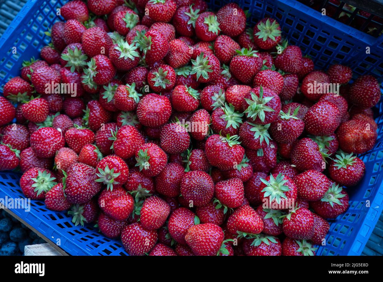 Freshly picked strawberries in blue plastic box. Delicious box of ...