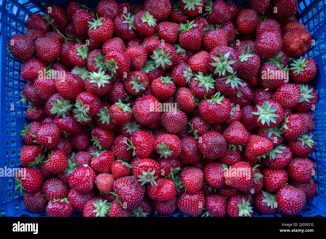 Freshly picked strawberries in blue plastic box. Delicious box of ...