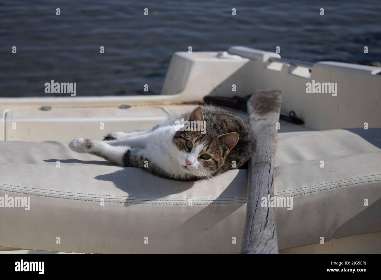 Cat is lying on a boat Stock Photo - Alamy