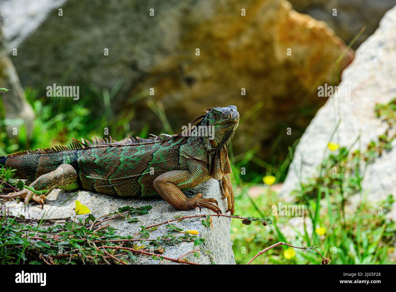 Iguanas warming in the sun on volcanic rocks. Iguana lizard on a stone ...