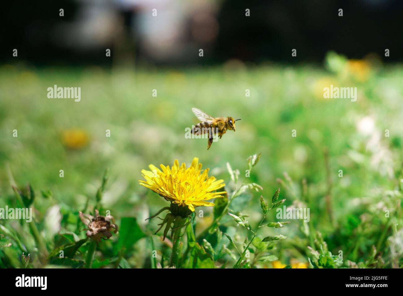 Honey bee flying over hi-res stock photography and images - Alamy