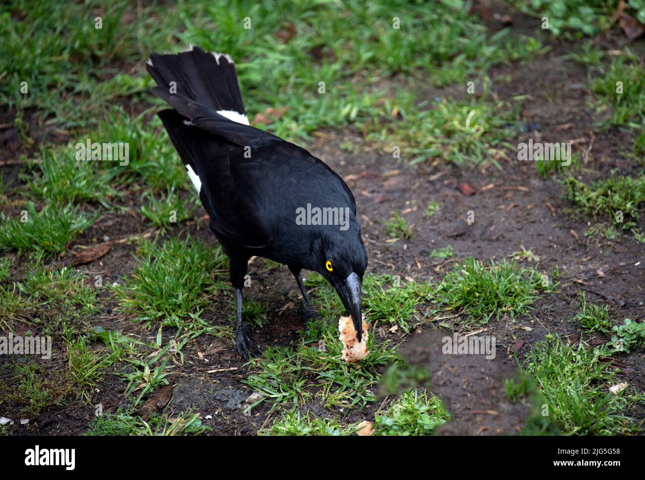 An Australian Pied Currawong (Strepera graculina) finds eatable in ...