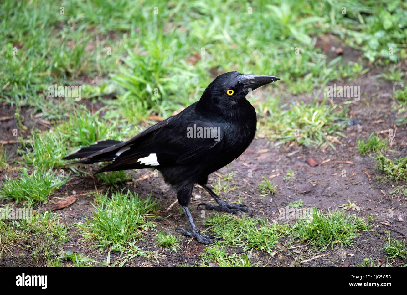 Close- up of an Australian Pied Currawong (Strepera graculina) in ...