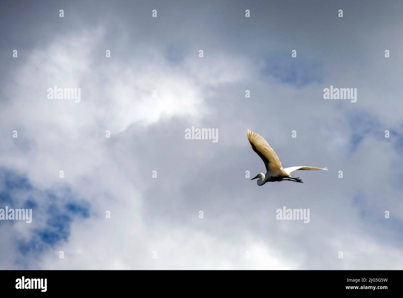 An Egret (Ardea alba) flying in the sky in Sydney, NSW, Australia ...