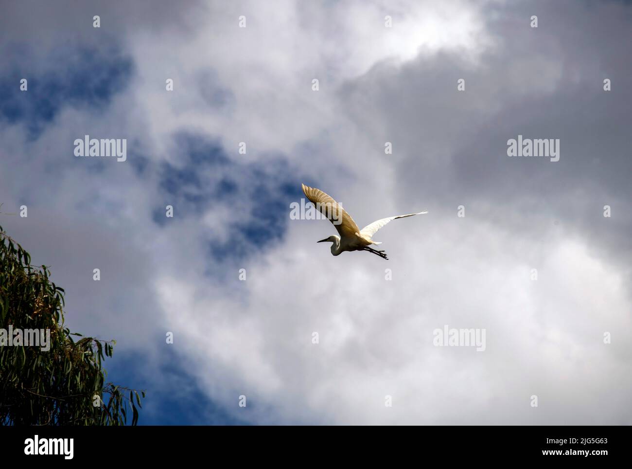 An Egret (Ardea alba) flying in the sky in Sydney, NSW, Australia ...