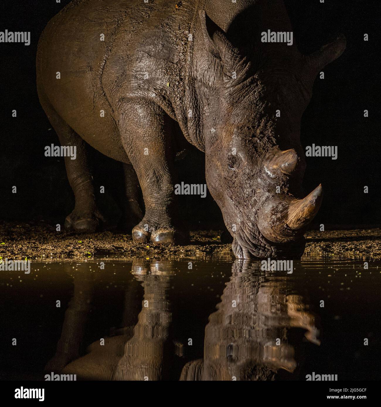 White rhino drinking at night Stock Photo - Alamy