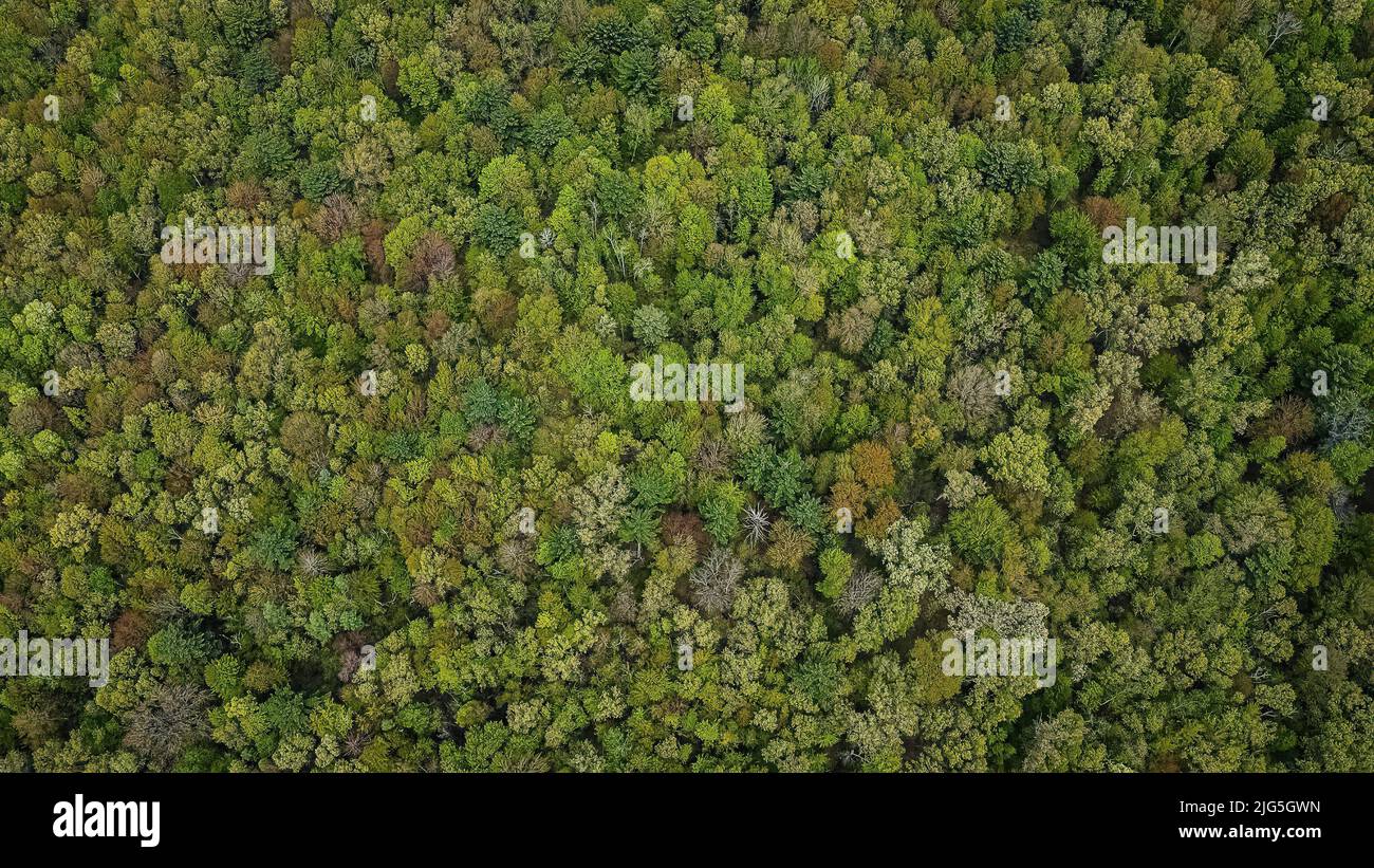 Drone view of a spring season forest in Wisconsin Stock Photo - Alamy