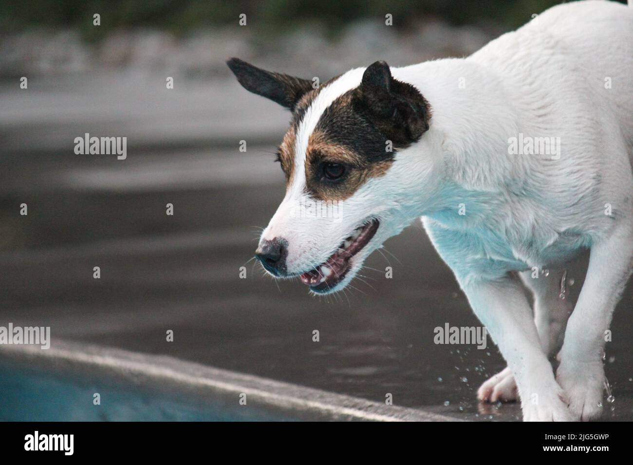 Summer jack russell terrier hi-res stock photography and images - Alamy