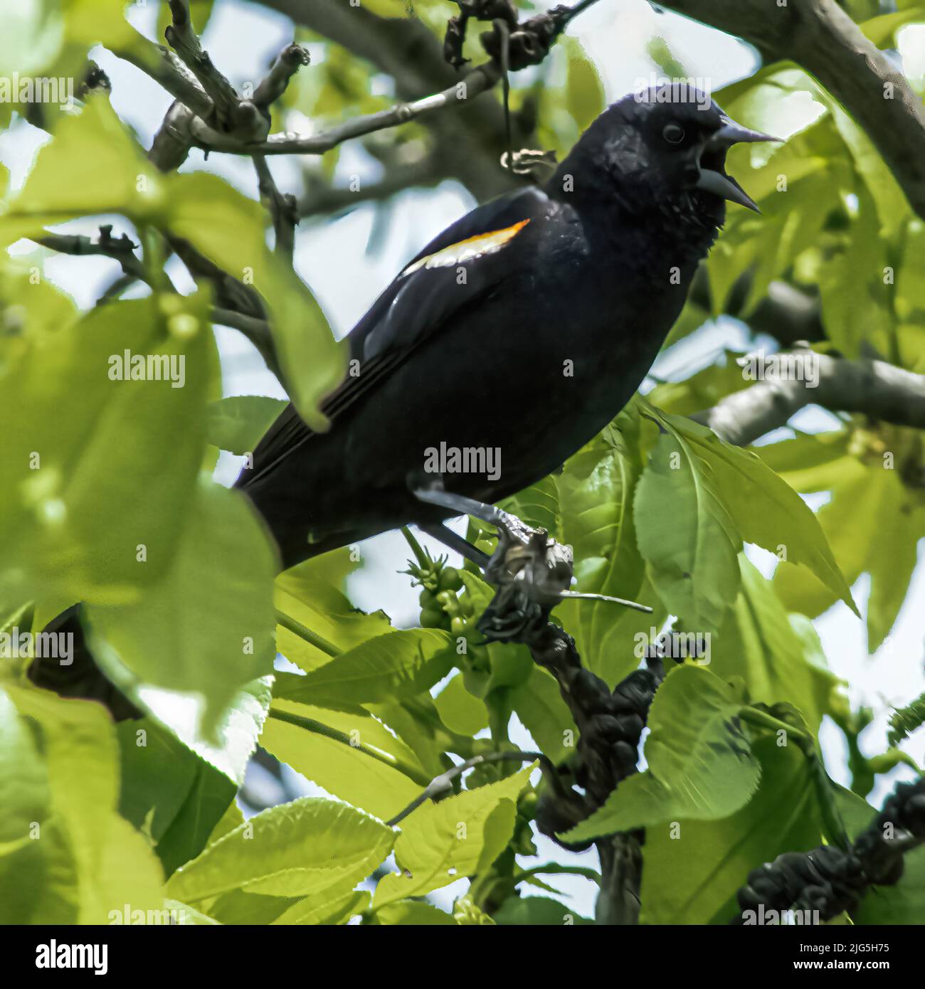 Blackbird with orange and red strip sitting outside on tree branch in ...